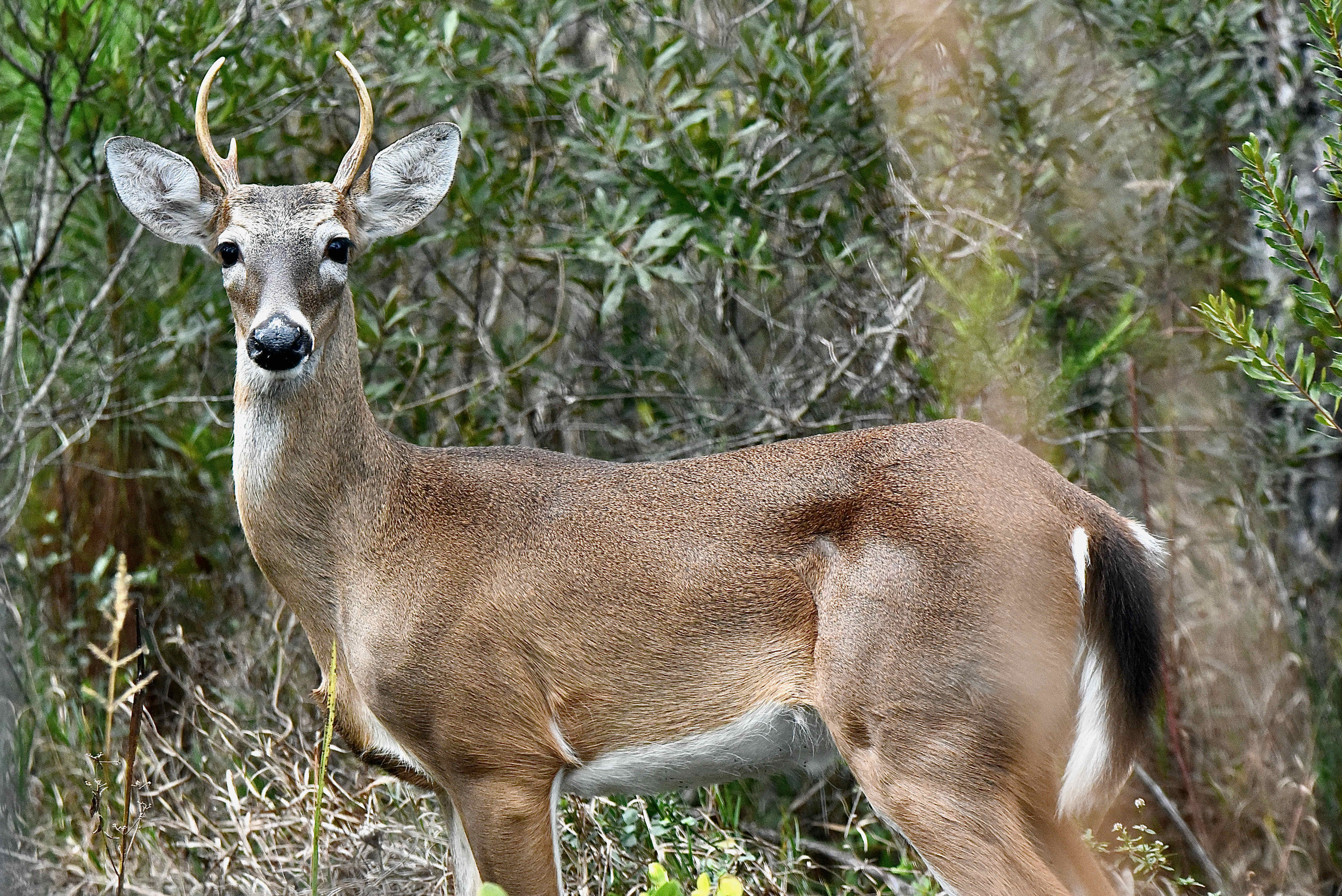 White tailed Deer