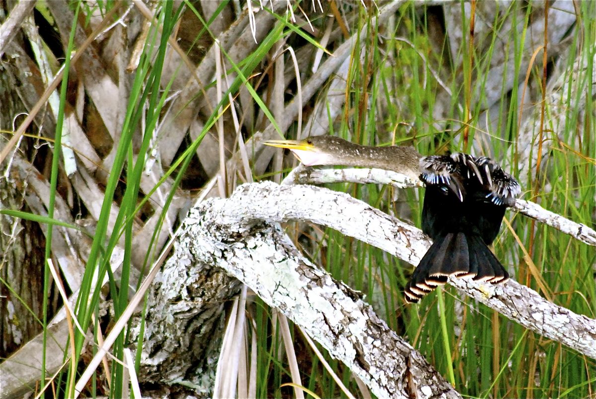 Big Cypress National Preserve