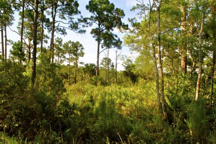 J.W. Corbett Wildlife Management Area — Hungryland Boardwalk and Trail