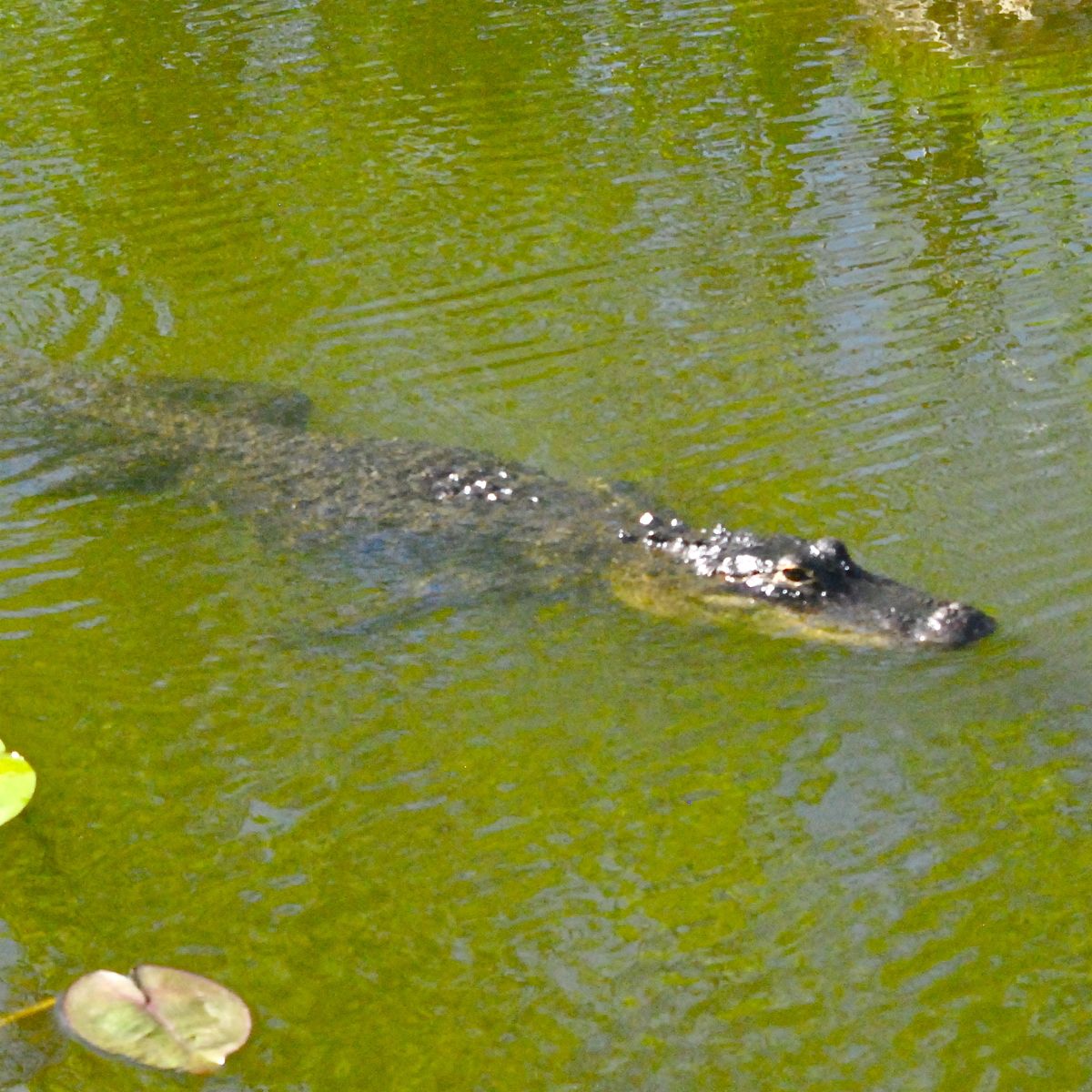 Homestead Everglades National Park