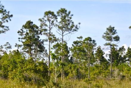 Homestead Everglades National Park