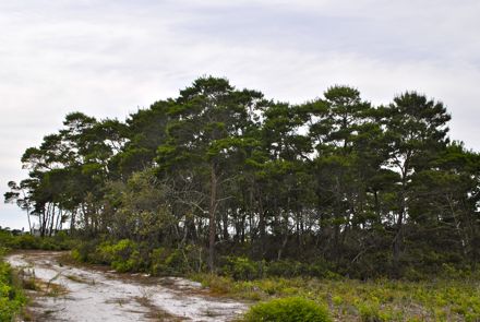 Jupiter Ridge Natural Area