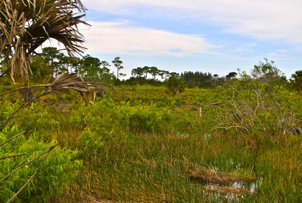 Jupiter Ridge Natural Area