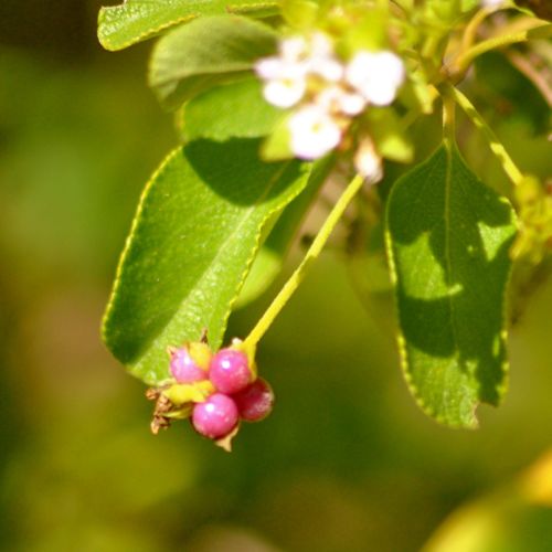 Lanatana Involucrata — Wild Sage