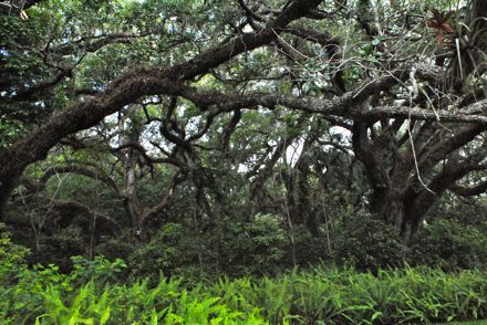 Long Key Nature Center