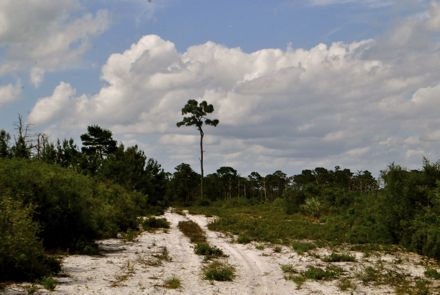 Seabranch Preserve State Park