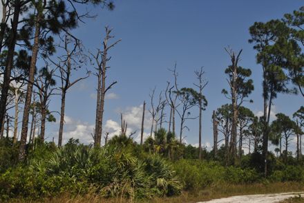 Seabranch Preserve State Park