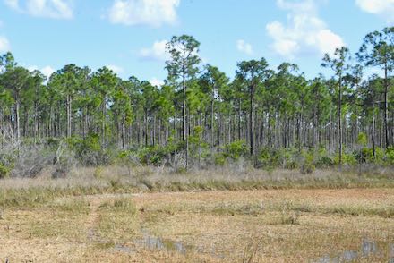 John C. and Mariana Jones/Hungryland Wildlife and Evnironmental Area
