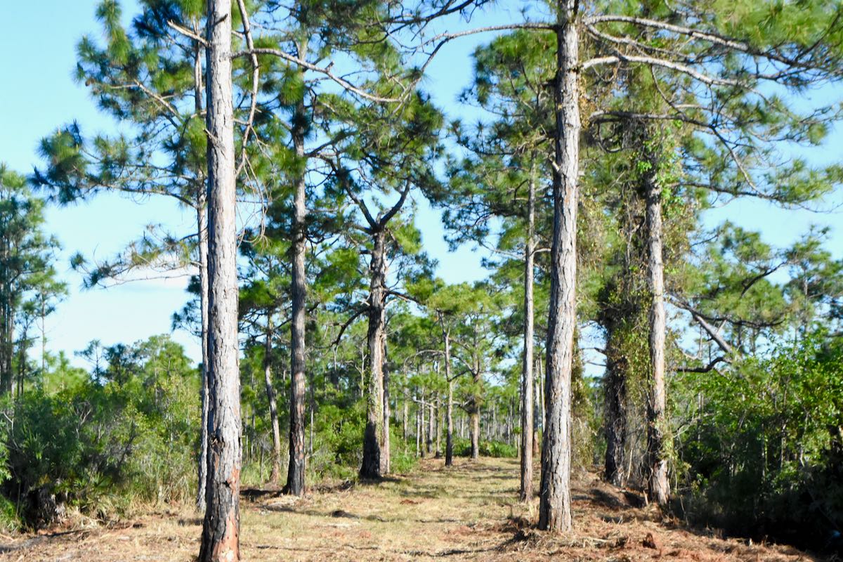 Jones Hungryland Wildlife and Environmental Area — Jupiter Indiantown Grade