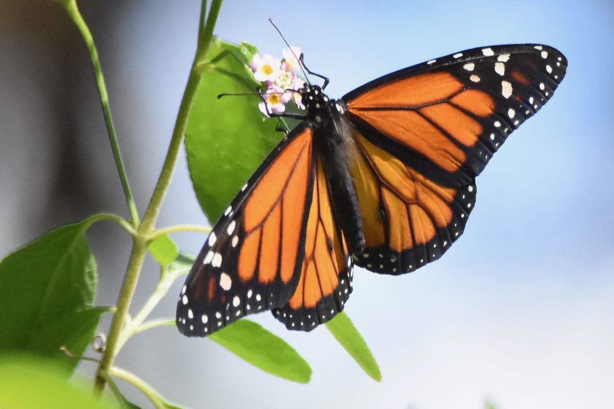 Monarch Butterfly