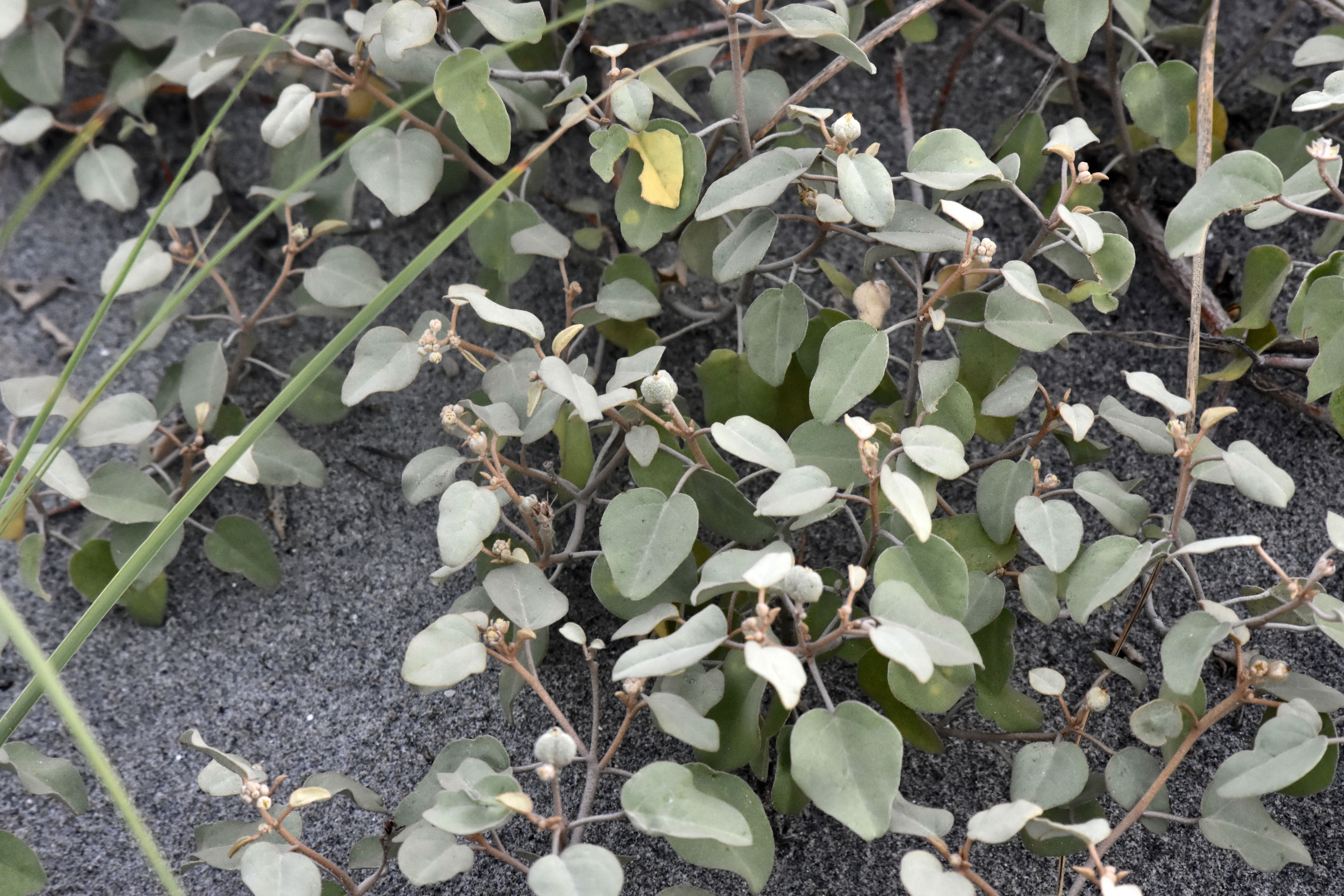 Puncturevine