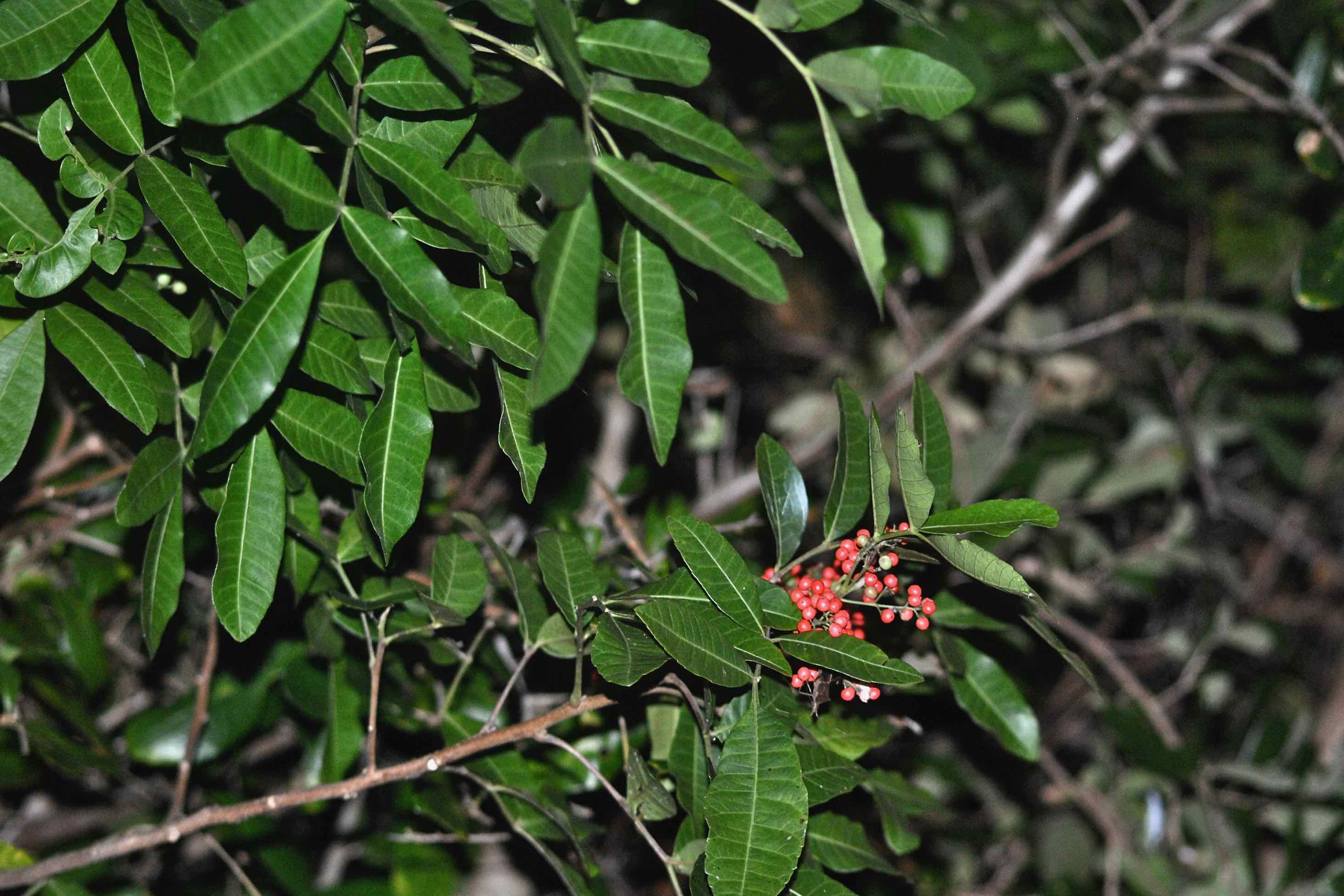 Brazilian Pepper Brazilian Pepper