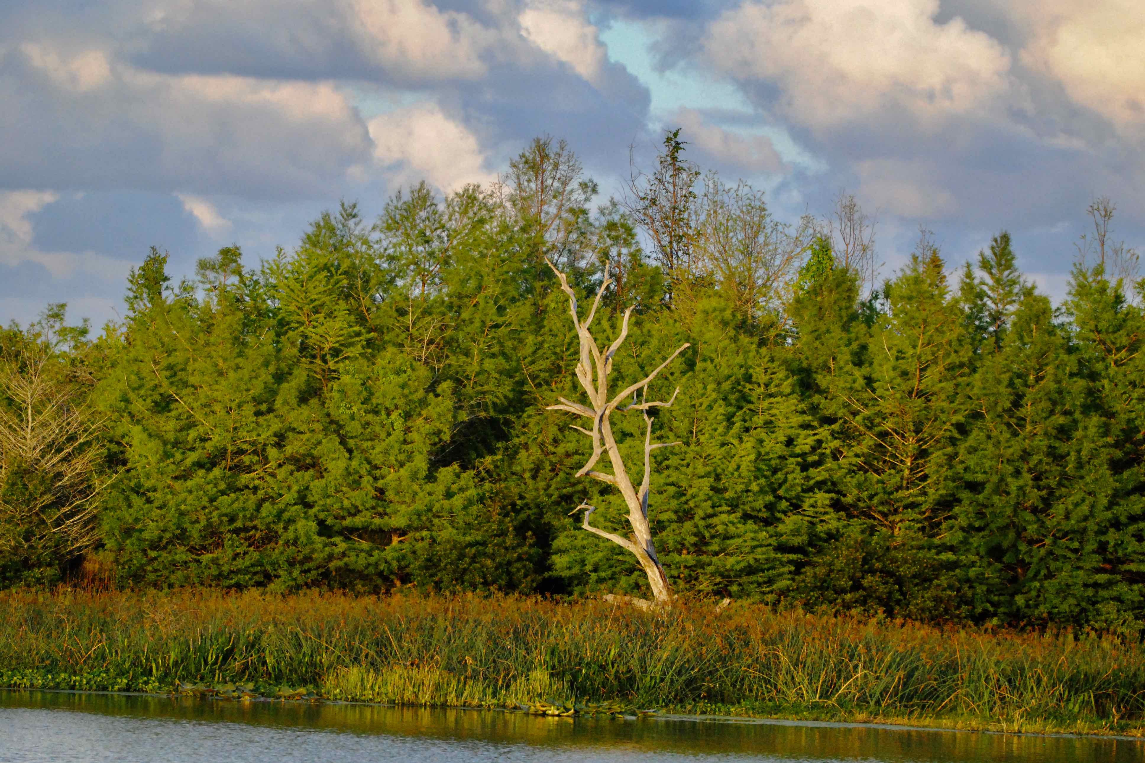 Cypress Trees Cypress Trees