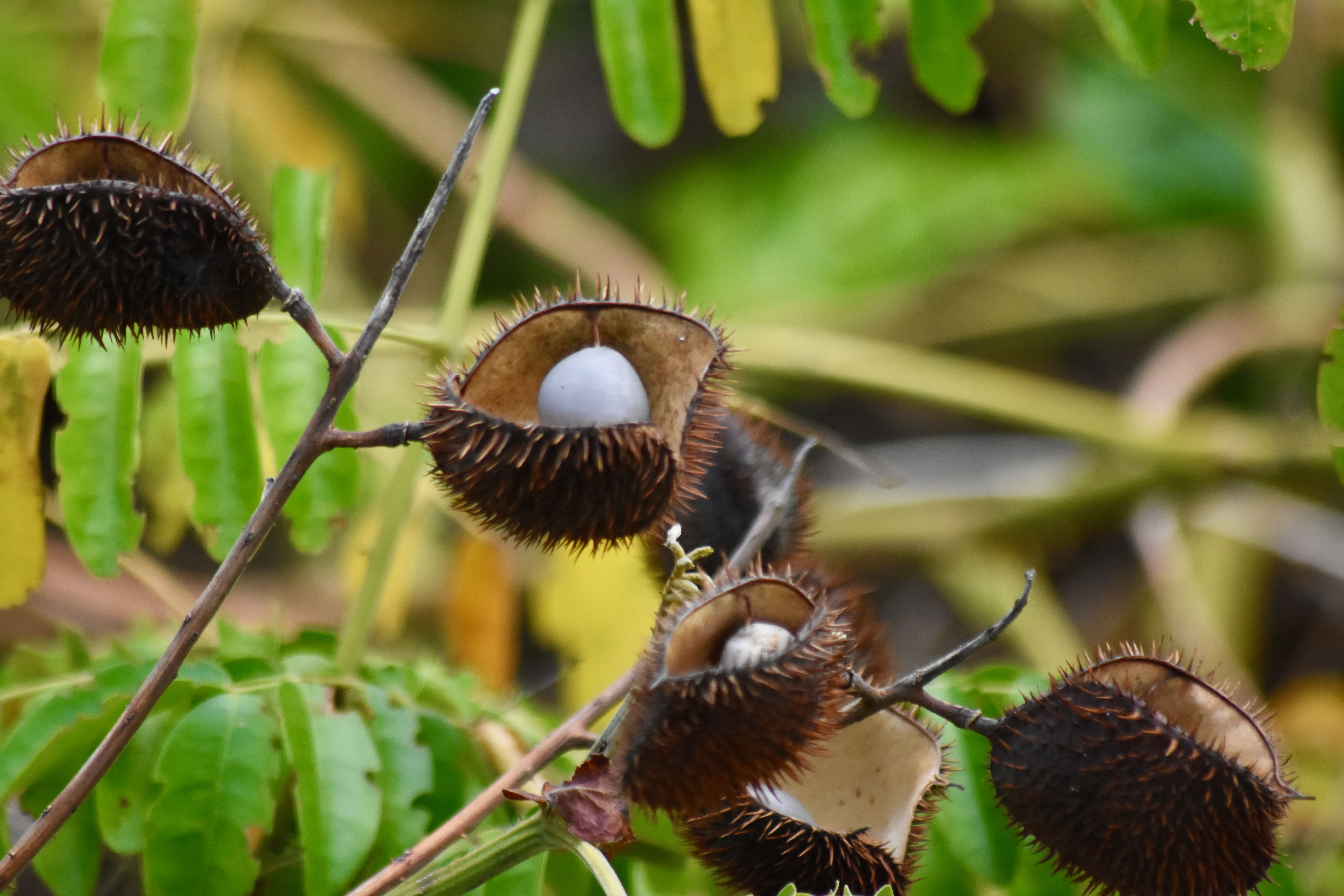 Flowering Plants of South Florida
